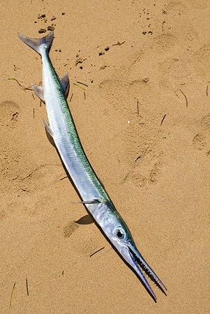 Geep vissen - Tackleshop.nl