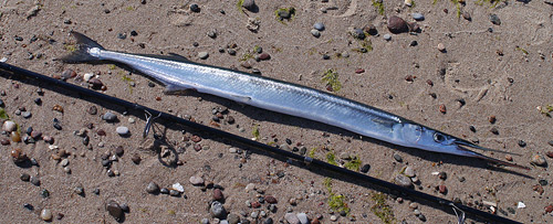 Geep vissen - Tackleshop.nl