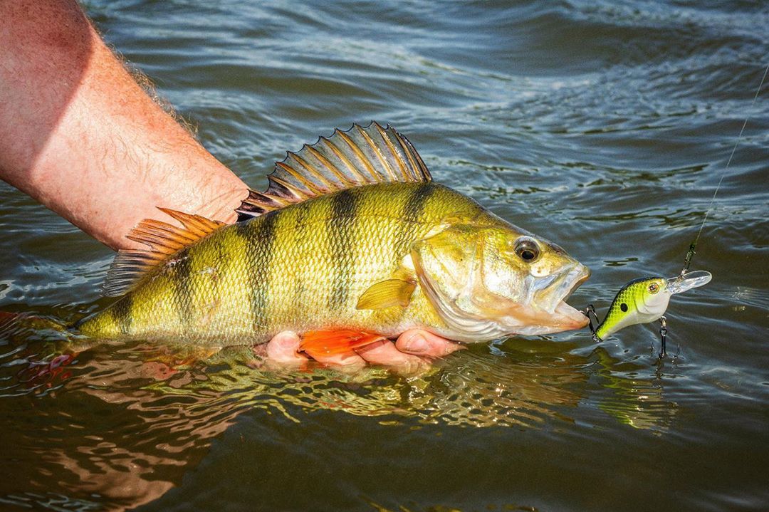 Oppervlakte vissen op roofvis