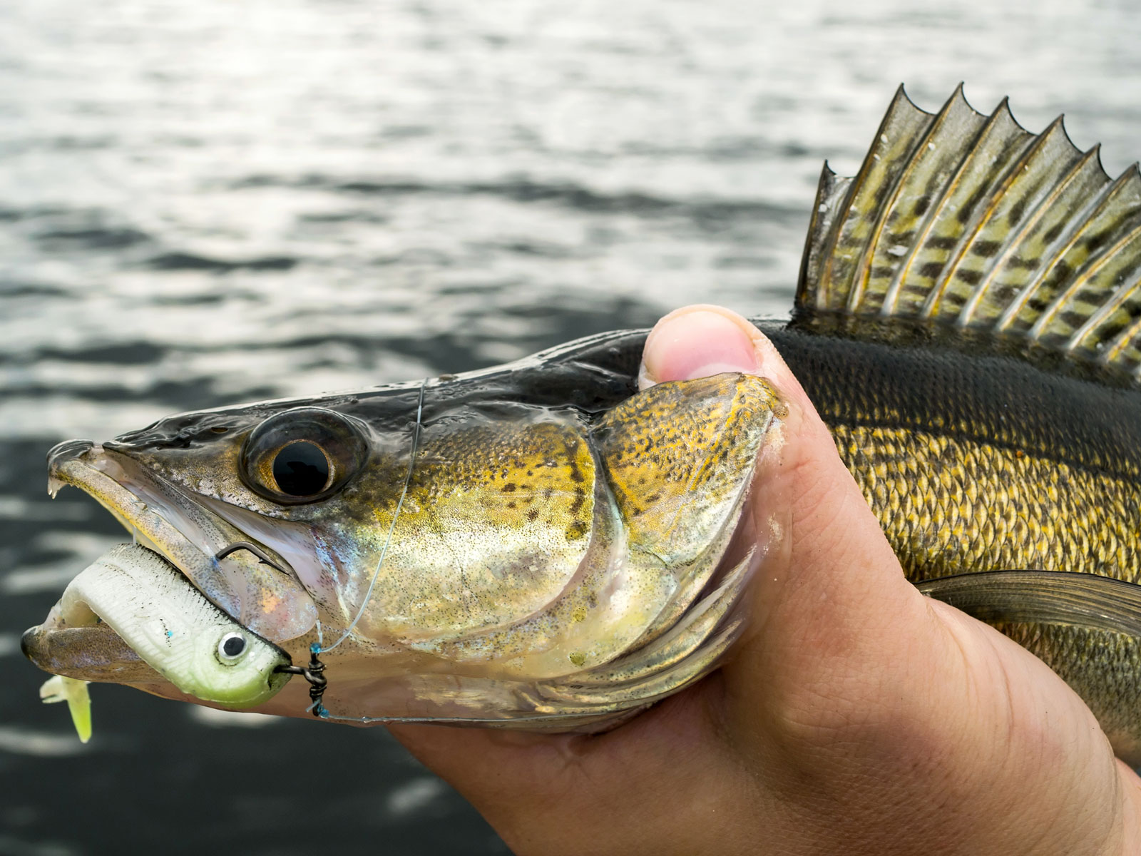 14 tips voor het dropshotten