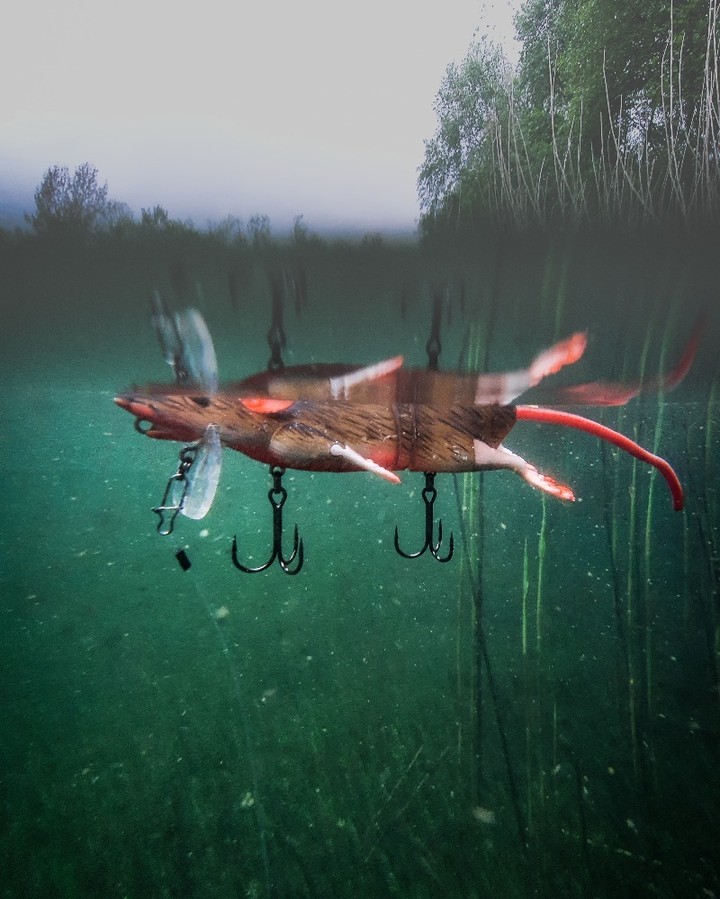 Oppervlakte vissen op roofvis