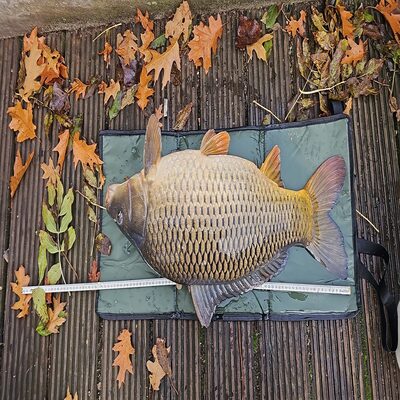 Guru Method Feeder Starter Kit | Tackleshop.nl